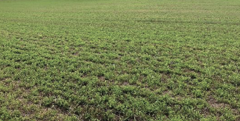 Meant for Each Other: Fertilizer and Biologicals | Mosaic Crop Nutrition